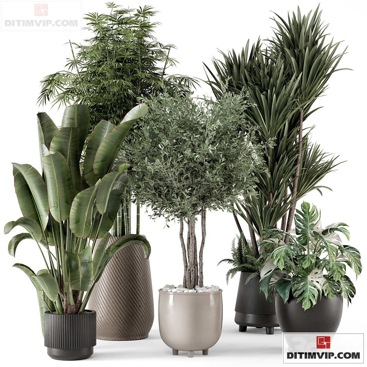 [Free] Plants Indoor-4820767.63c42f4a78bd2-3dsmax - THƯ VIỆN ĐỒ HỌA